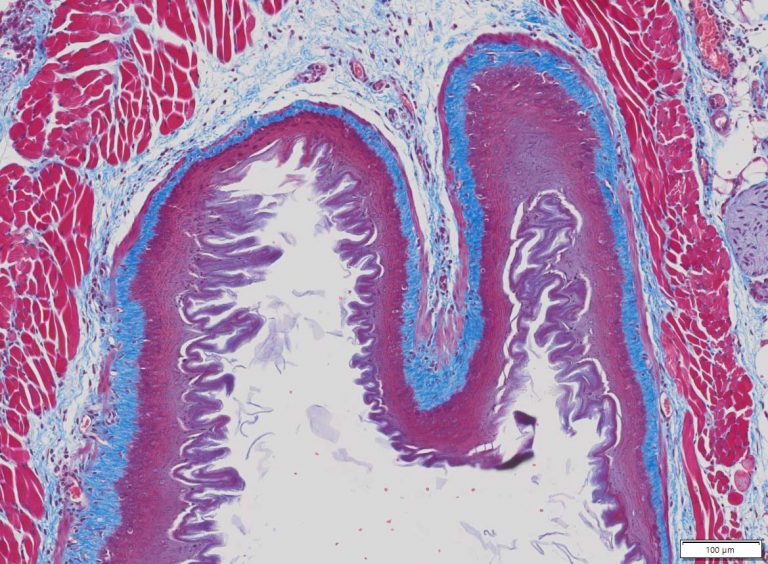 Trichrome Stain for FFPE And Frozen Tissue Slides