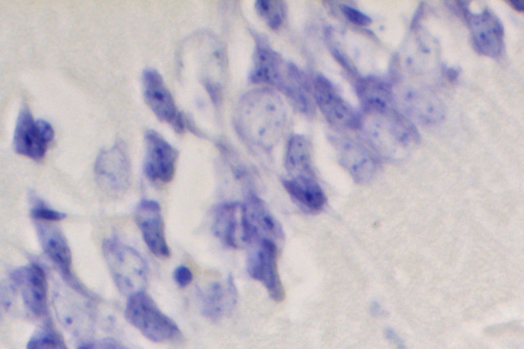 VitroView™ Nissl Stain Kit - Detection of Nissl body in the cytoplasm ...