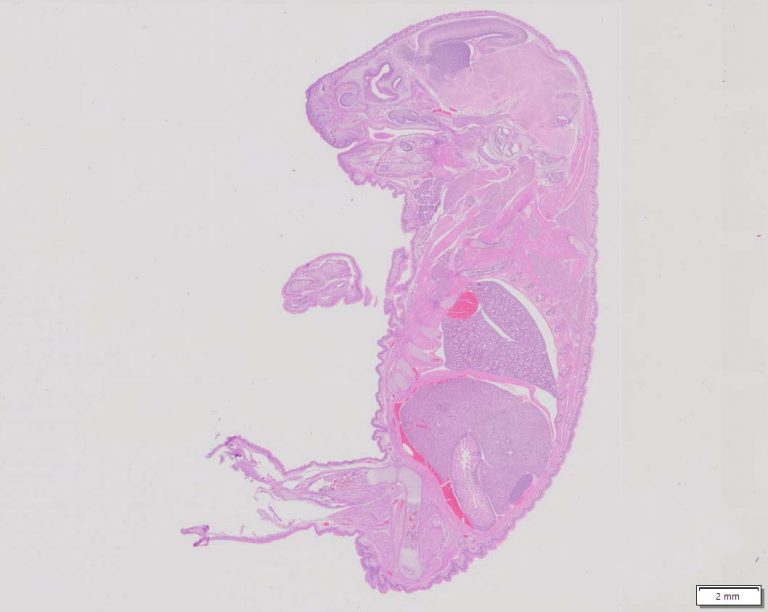 Hematoxylin and Eosin Staining Kit - Vitrovivo Biotech