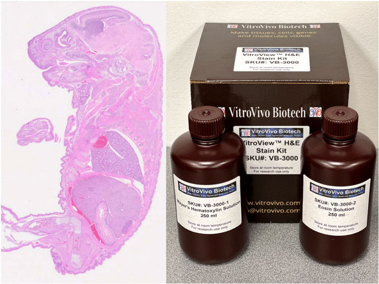 Hematoxylin and Eosin Staining Kit - Vitrovivo Biotech