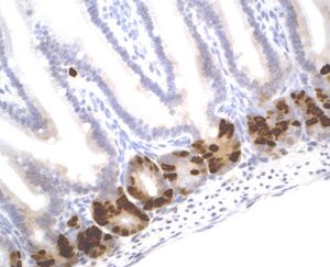 In Situ BrdU IHC-DAB Detection Kit (50 Tests)