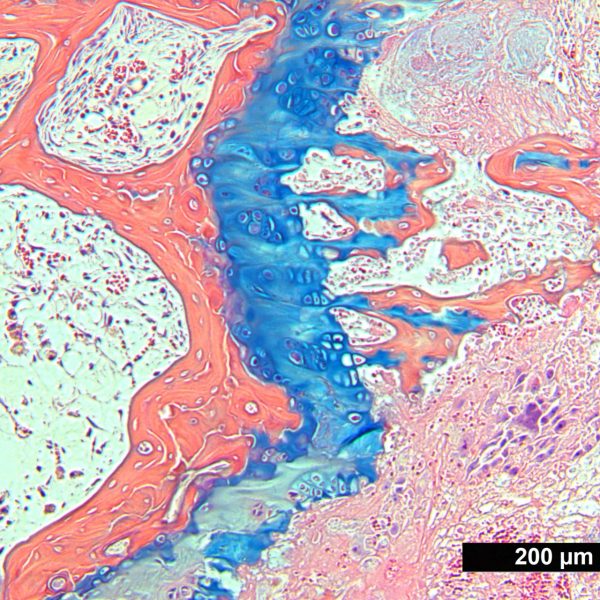 Histochemical Stains