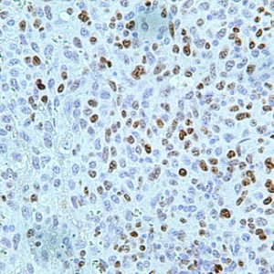 In Situ BrdU IHC-DAB Detection Kit (50 Tests)