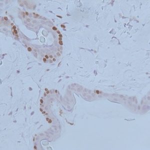 In Situ BrdU IHC-DAB Detection Kit (50 Tests)