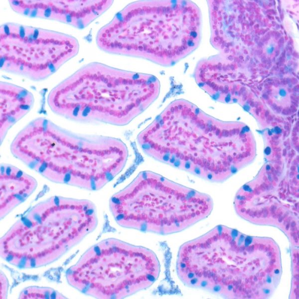 Histochemical Stains