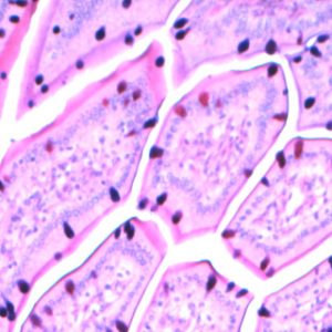 VitroView™ Sudan Black B Lipid Stain Kit - VitroVivo Biotech