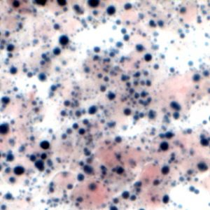 VitroView™ Nissl Stain Kit - Detection of Nissl body in the cytoplasm ...