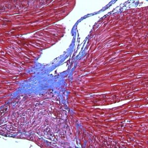 VitroView™ Sudan Black B Lipid Stain Kit - VitroVivo Biotech