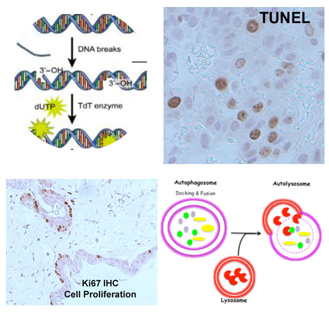 In Situ Detection of Cell Biology