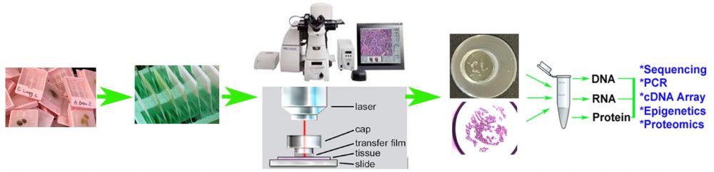 Genomic DNA Extracted from Pure Human Liver Cancer Cells Isolated by ...