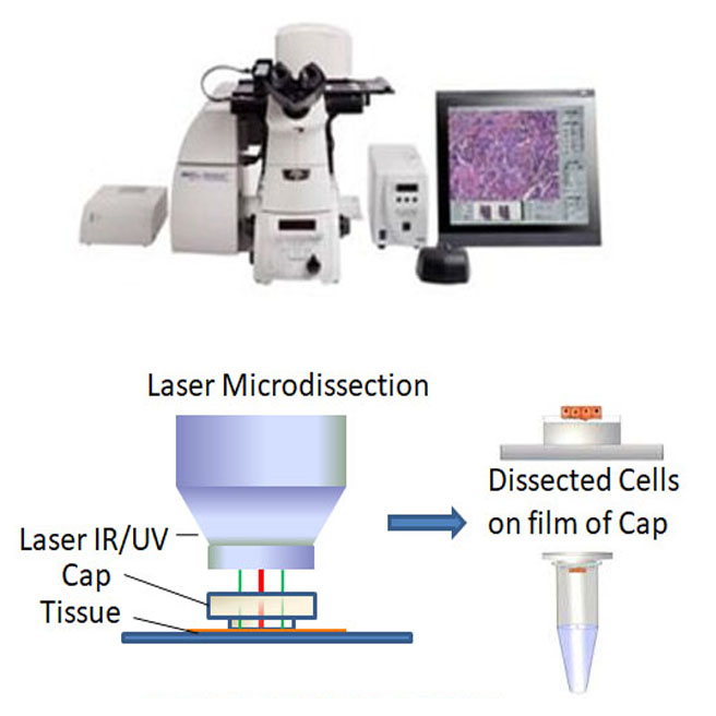 Customized Biospecimen Collection for Biomedical Research - VitroVivo ...