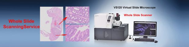 Histopathology Services: IHC, IF, FISH/ISH & TUNEL