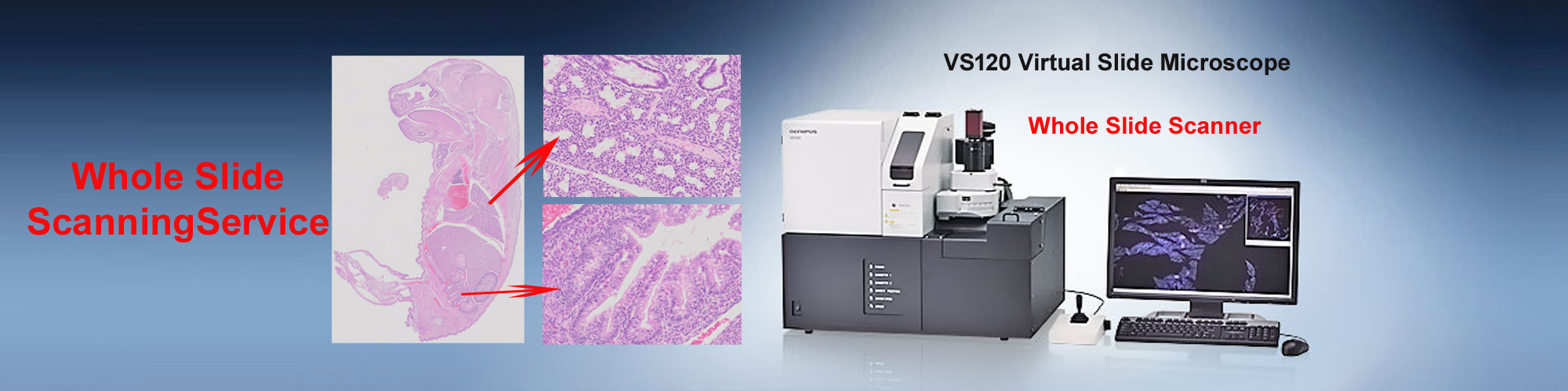 Histopathology Services: IHC, IF, FISH/ISH & TUNEL
