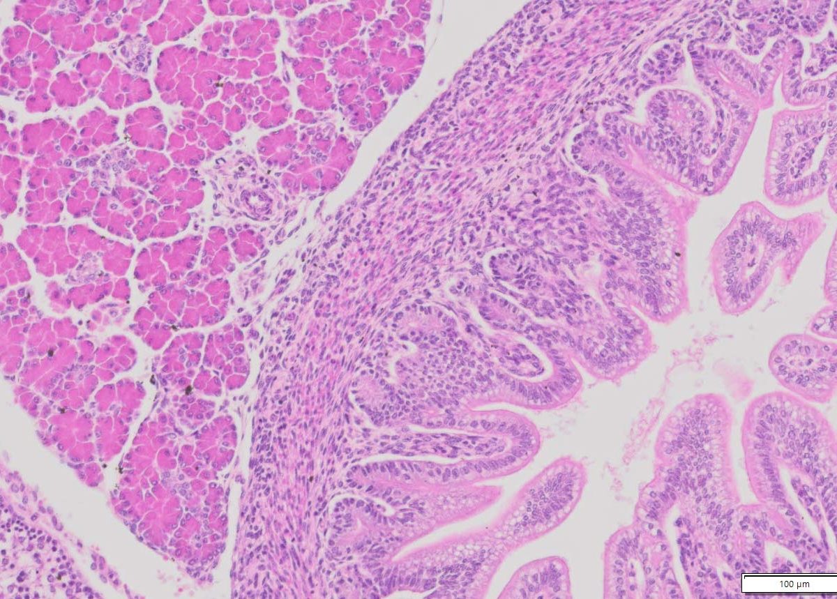 VitroView™ Hematoxylin and Eosin Stain Kit (30 ml per Dropper bottle ...