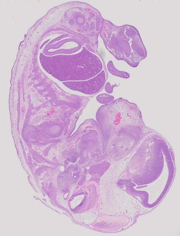 Mouse Whole Embryo (E13.5) Paraffin Sagittal Sections (1 section/slide ...