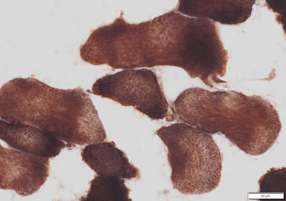 VitroView™ COX-SDH Double Histochemistry Stain Kit (For 50-100 Slides)