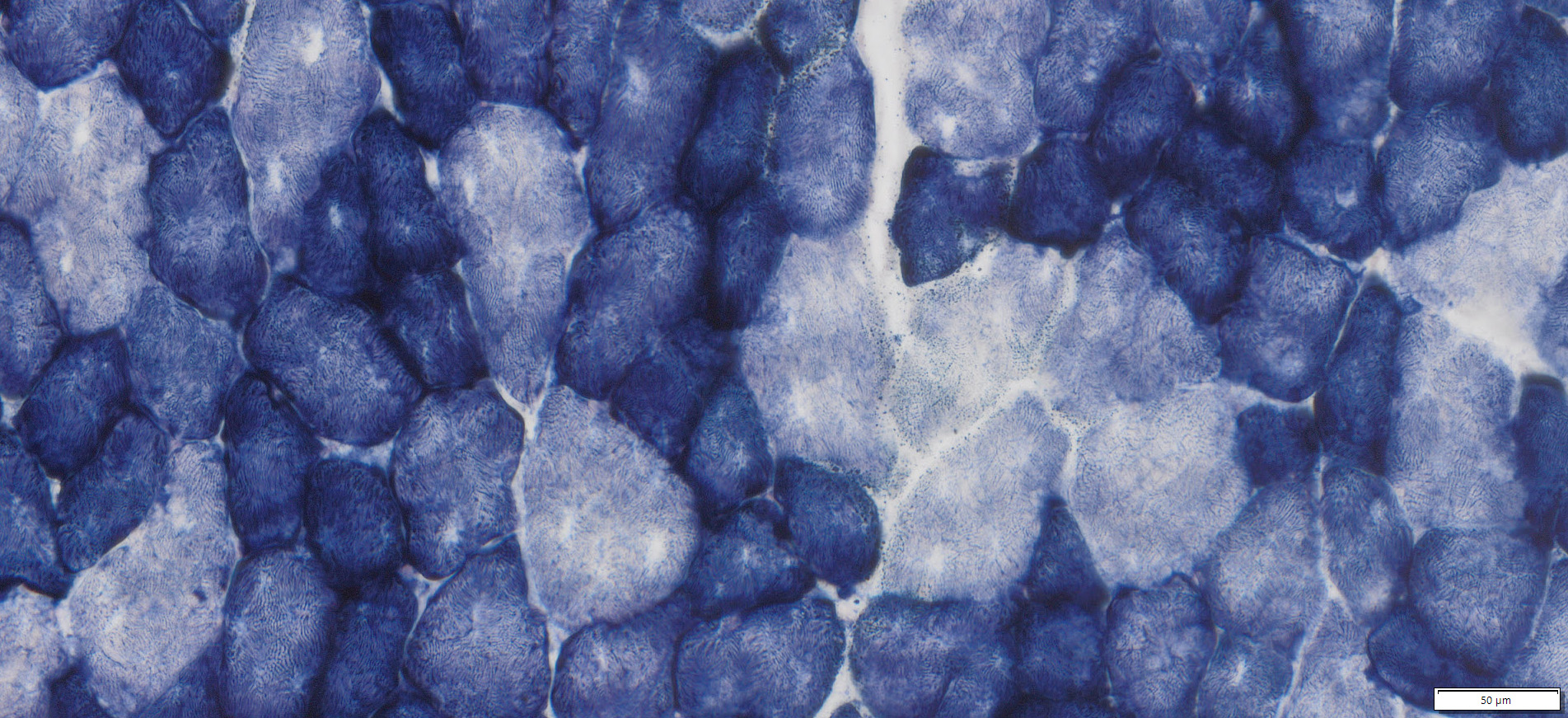 VitroView™ COX-SDH Double Histochemistry Stain Kit (For 50-100 Slides)