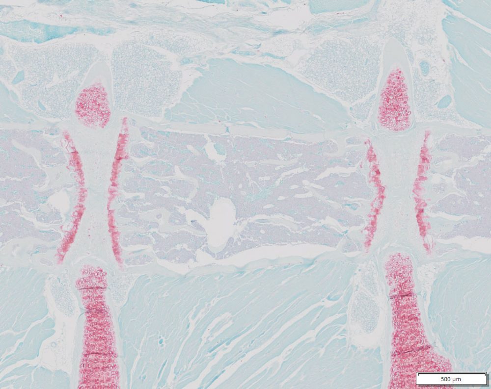 VitroView™ Twort's Counterstain Kit