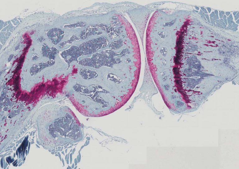 VitroView™ Safranin O Stain Kit for Cartilage