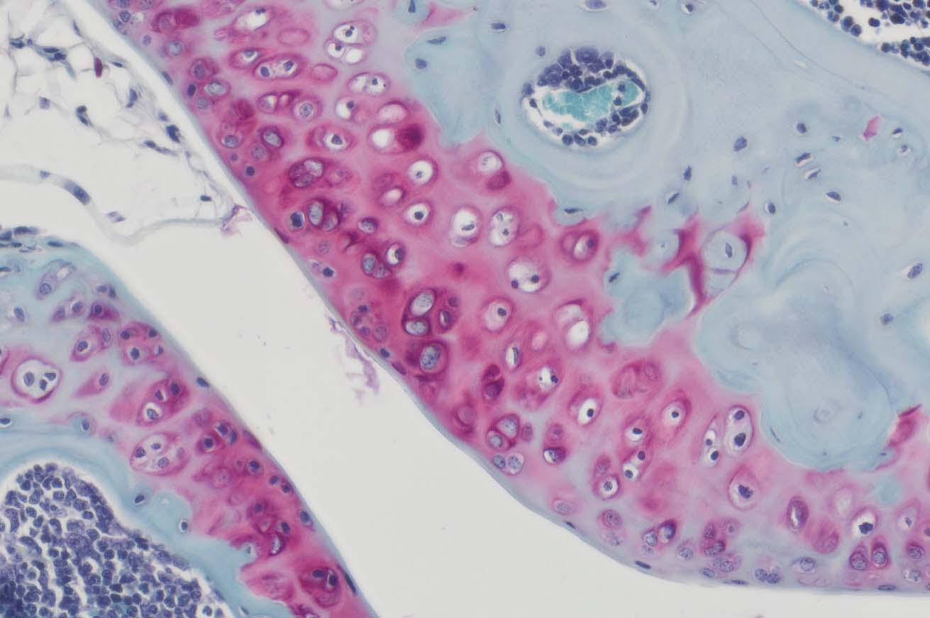 VitroView™ Safranin O Stain Kit for Cartilage