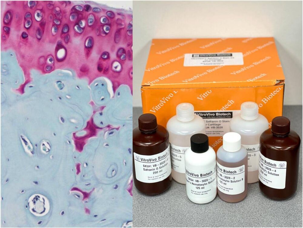 VitroView™ Safranin O Stain Kit for Cartilage