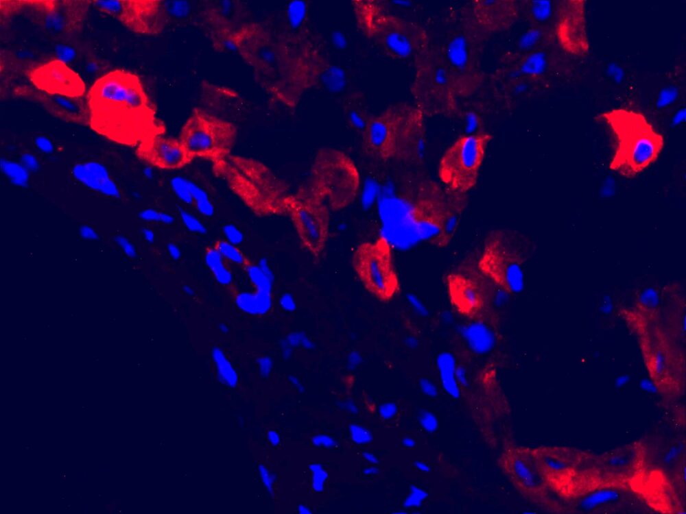 VitroView™ Anti-Mouse Immunofluorescence Staining Kit (Red, 50-100 ...