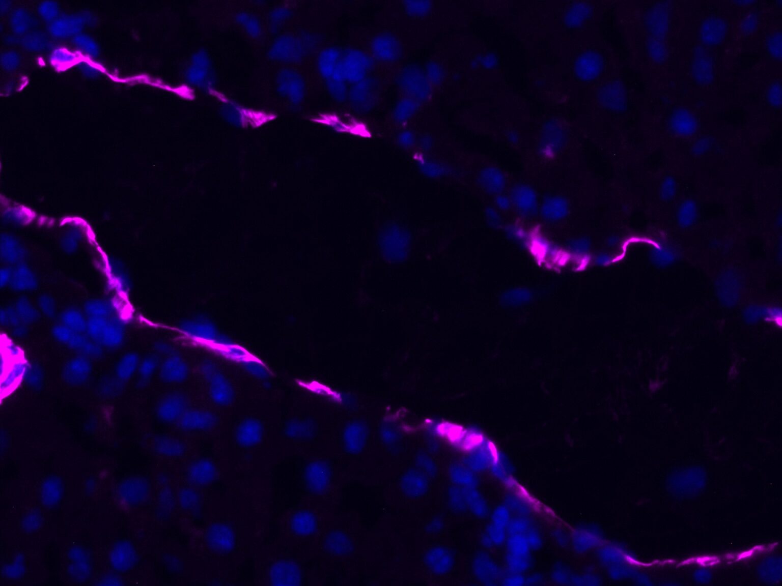 VitroView™ Anti-Rat Immunofluorescenc Staining Kit (Far Red, 50-100 ...