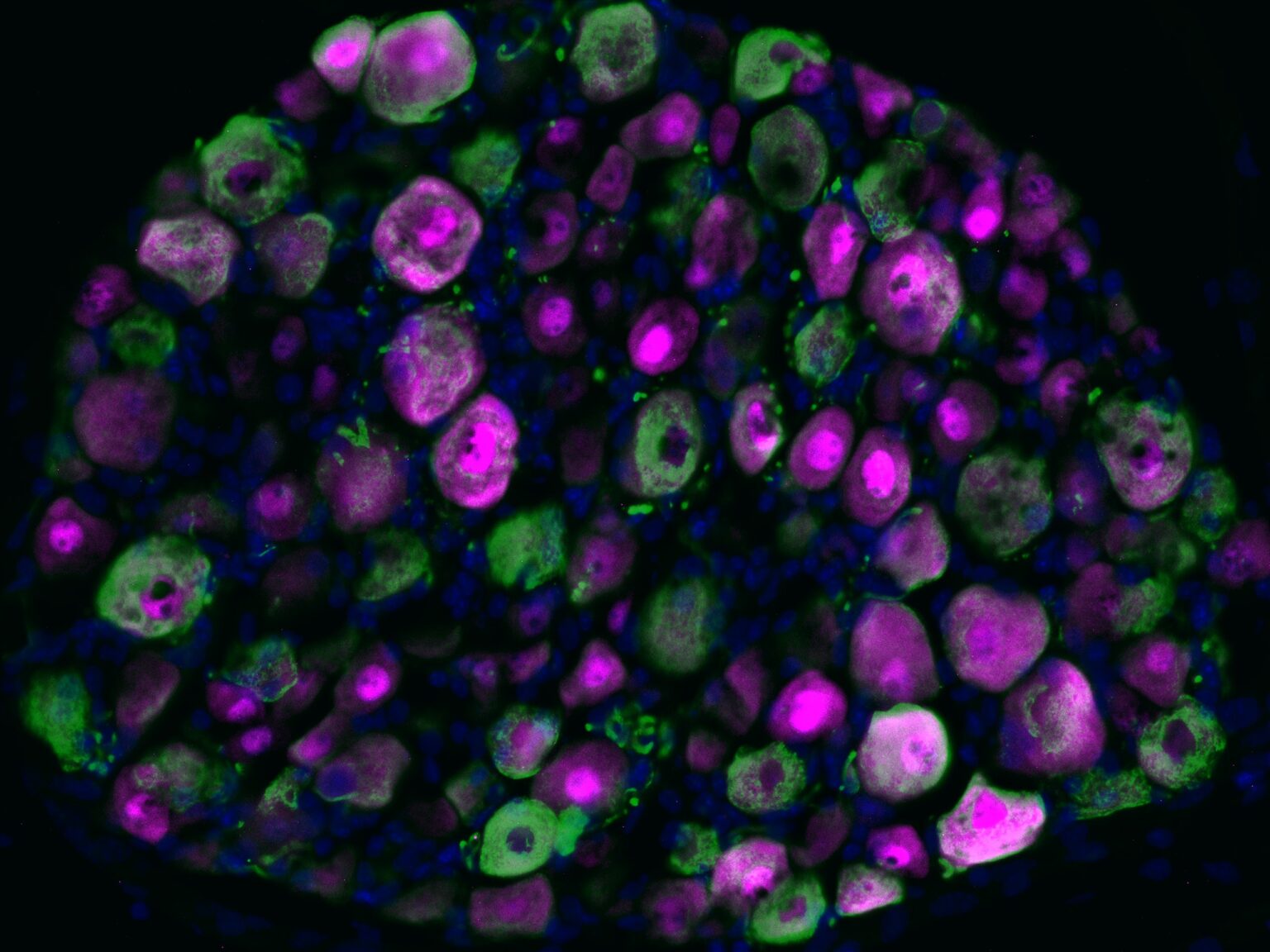 VitroView™ Immunofluorescence Double Staining Kit, FL647 Anti-Goat (Far ...