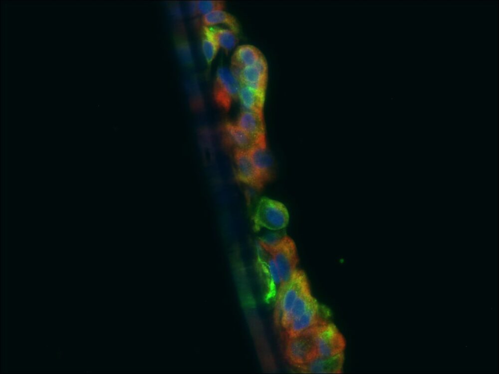 VitroView™ Immunofluorescence Double Staining Kit, FL594 Anti-Mouse ...