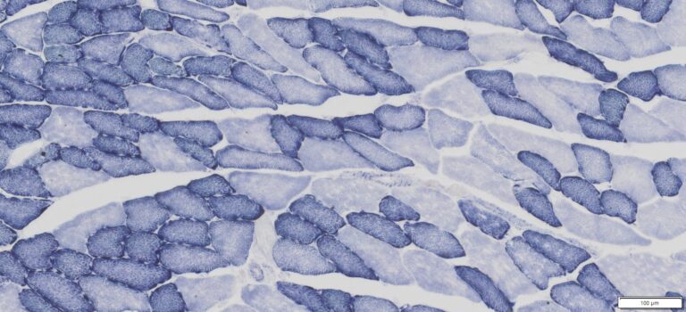 VitroView™ NADH-TR Histochemistry Stain Kit (For 50~100 slides)