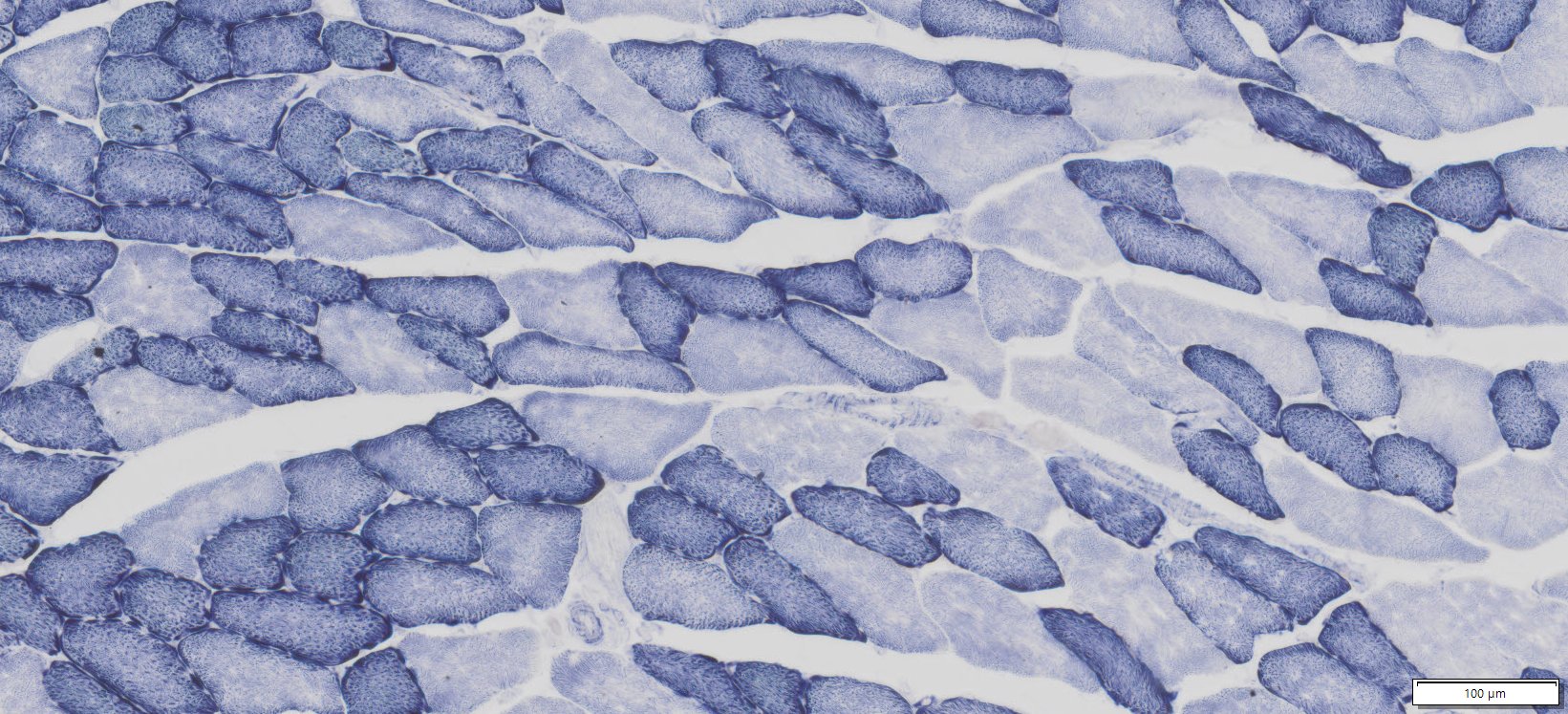 VitroView™ NADH-TR Histochemistry Stain Kit (For 50~100 slides)