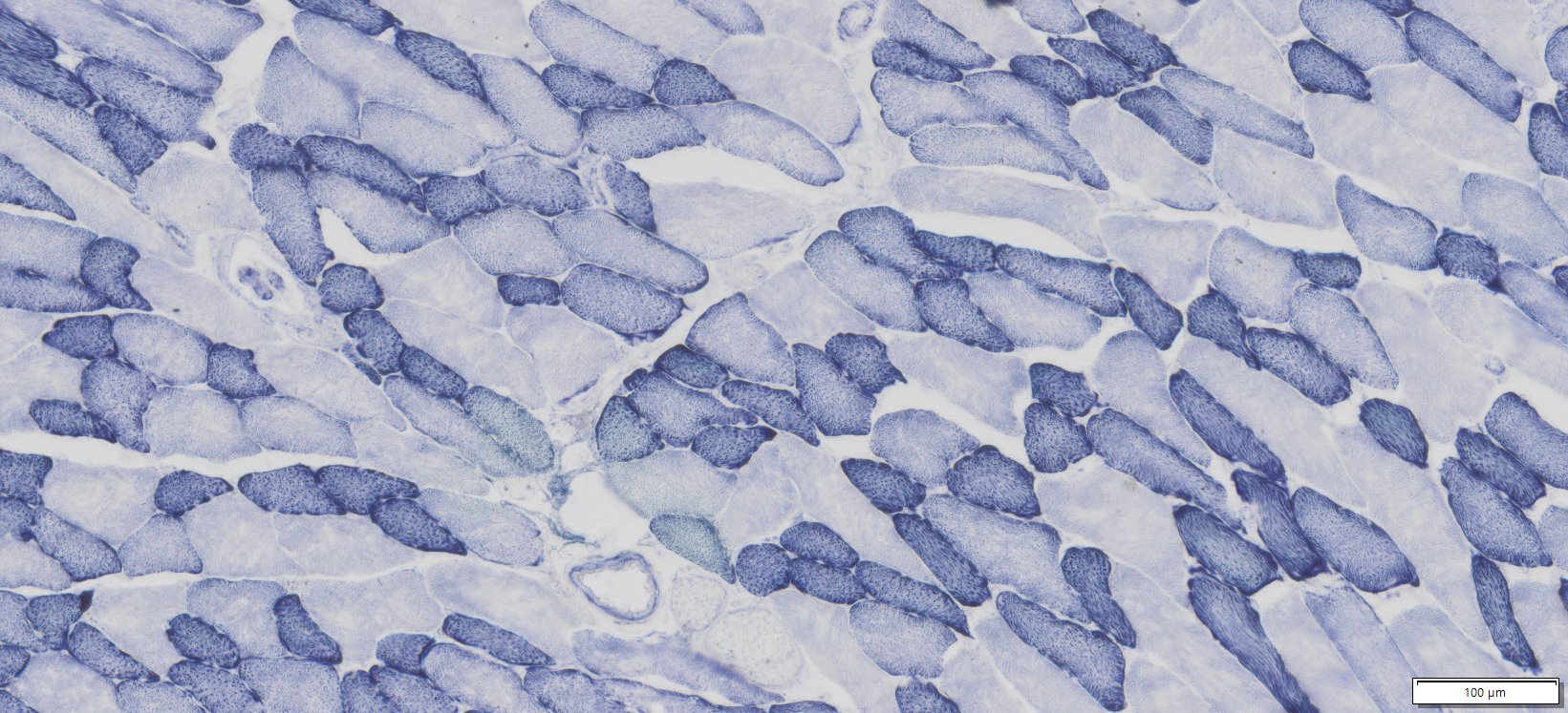 VitroView™ NADH-TR Histochemistry Stain Kit (For 50~100 slides)