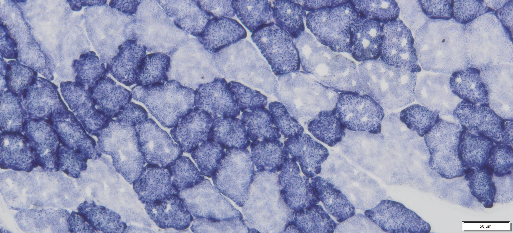 VitroView™ NADH-TR Histochemistry Stain Kit (For 50~100 slides)