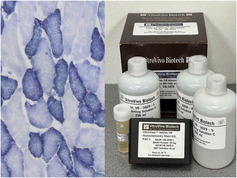 VitroView™ NADH-TR Histochemistry Stain Kit (For 50~100 slides)